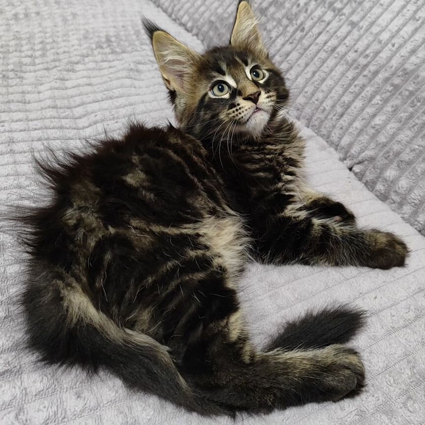 Котята мейн-кун