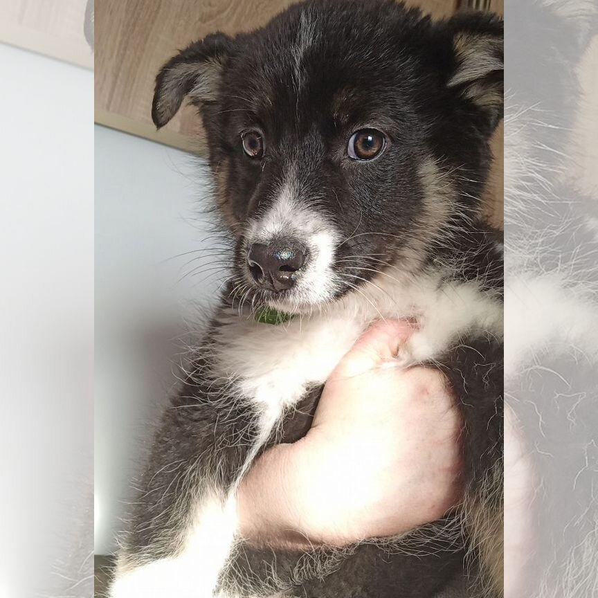 Чёрная красавица ищет дом