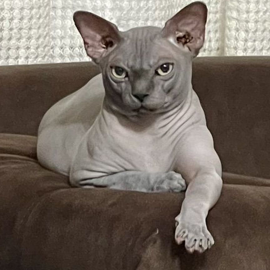 Бамбино long отдам