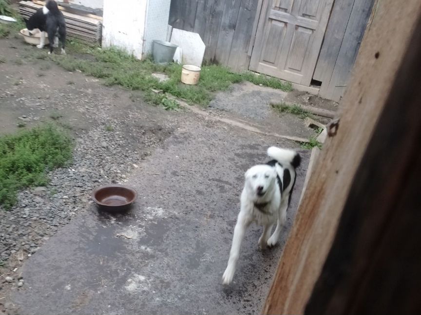 Собака лайка