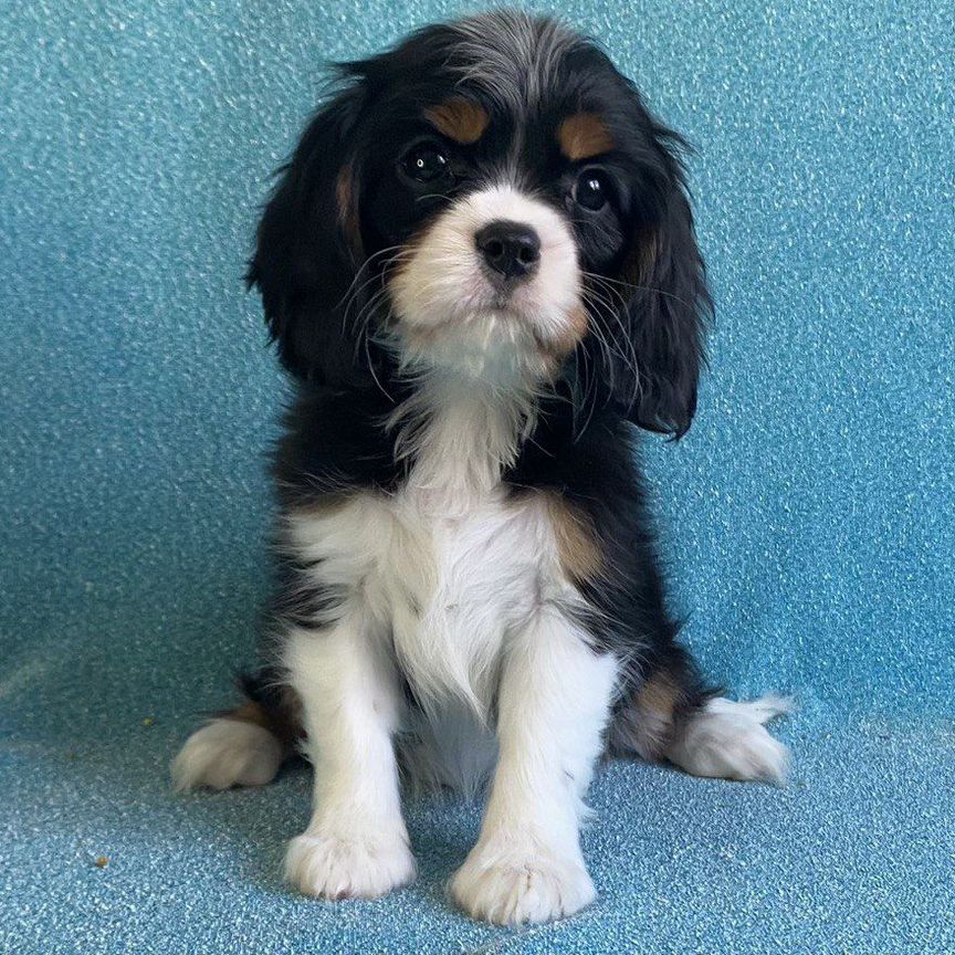 Кавалер кинг-чарльз-спаниель, щенок