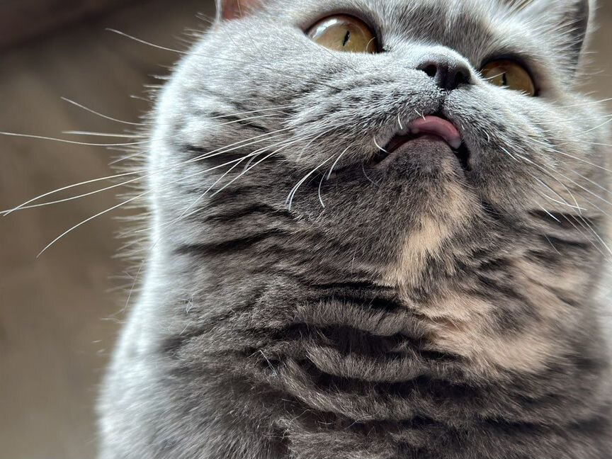 Скоттиш страйт