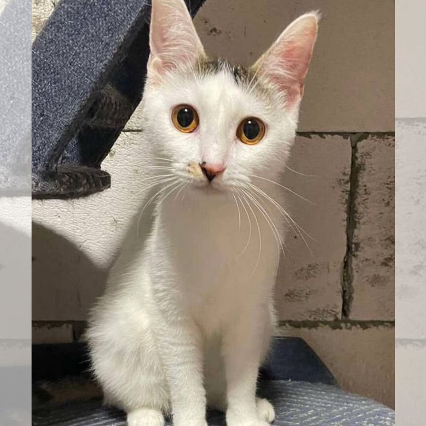 Молодая кошечка Яночка 9 месяцев