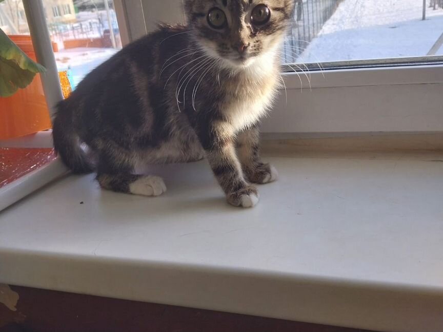 Котенок
