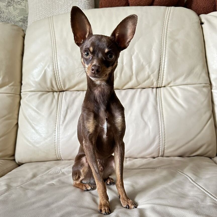 Мини той-терьер вязка