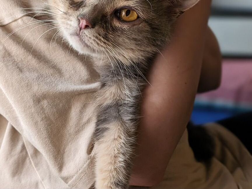 Кошка
