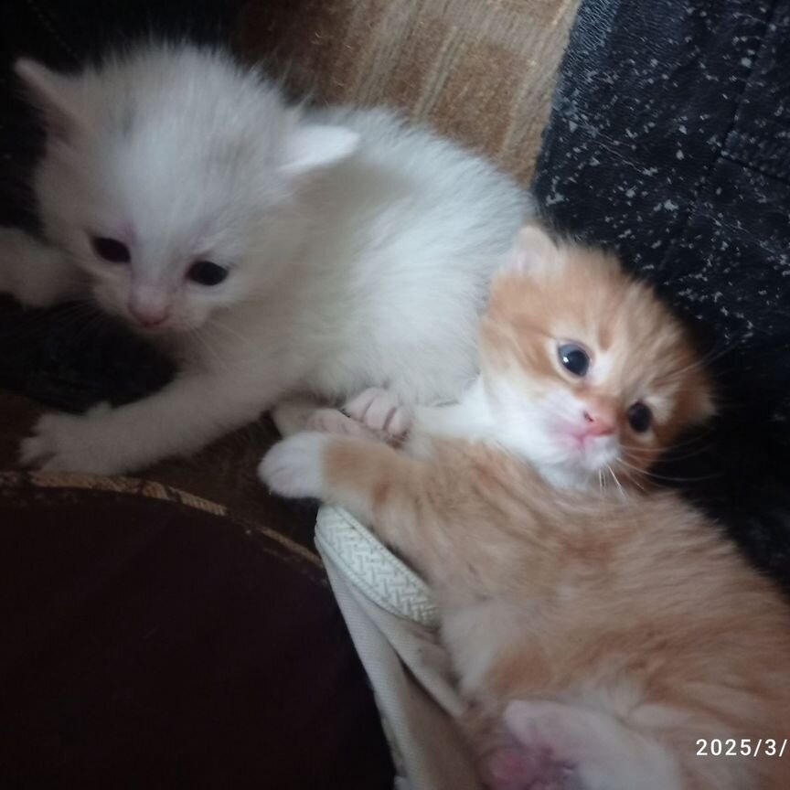 Шотландские вислоухие котята
