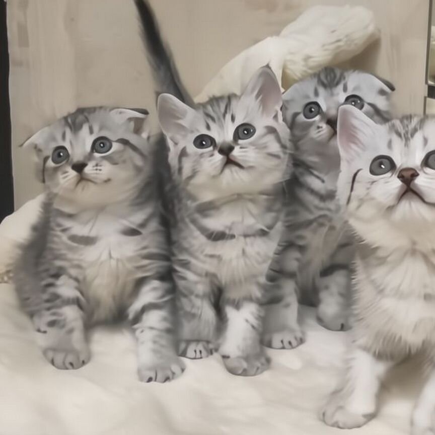 Шотландский вислоухий короткошёрстный котёнок