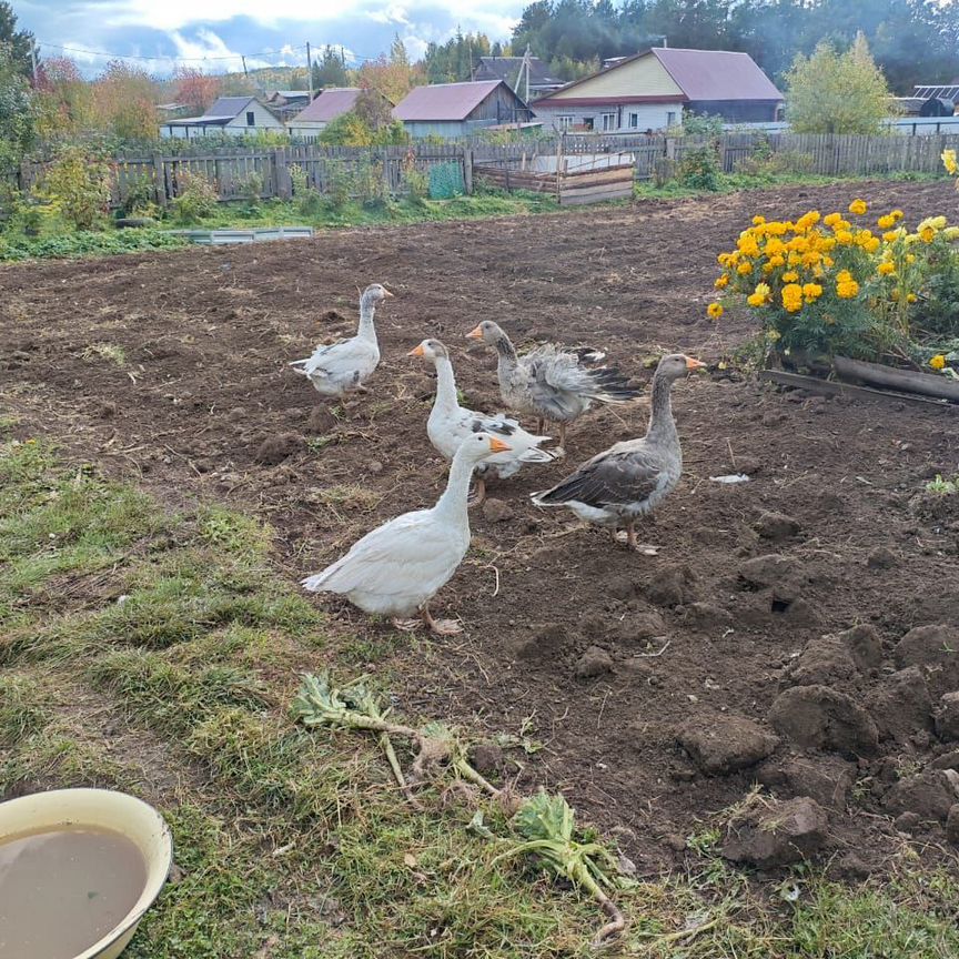 Гуси