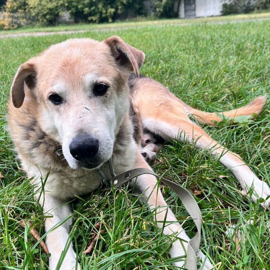 Взрослый пёс в добрые руки