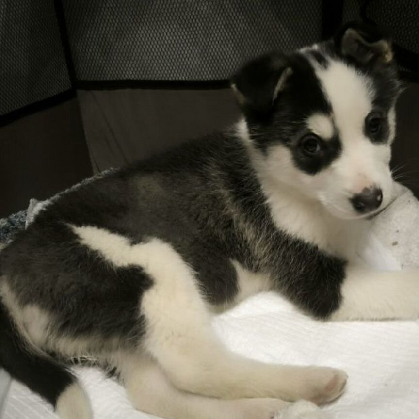 Сибирский хаски, щенок