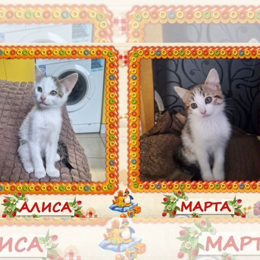 Котята в добрые руки
