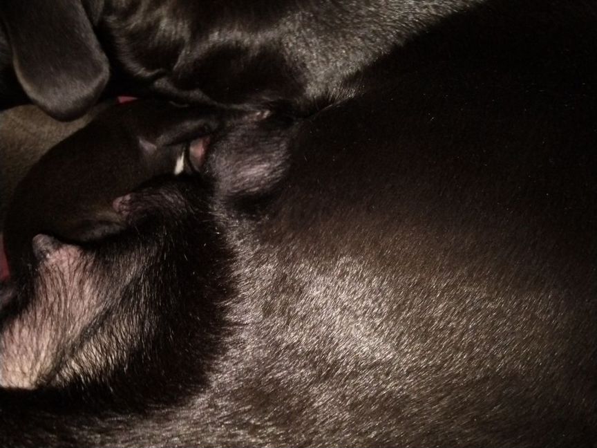 Щенки лабрадор'а