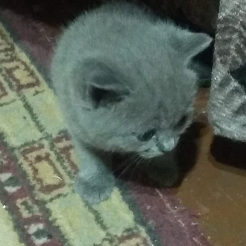 Котята