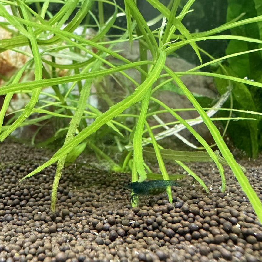 Креветки блю дрим