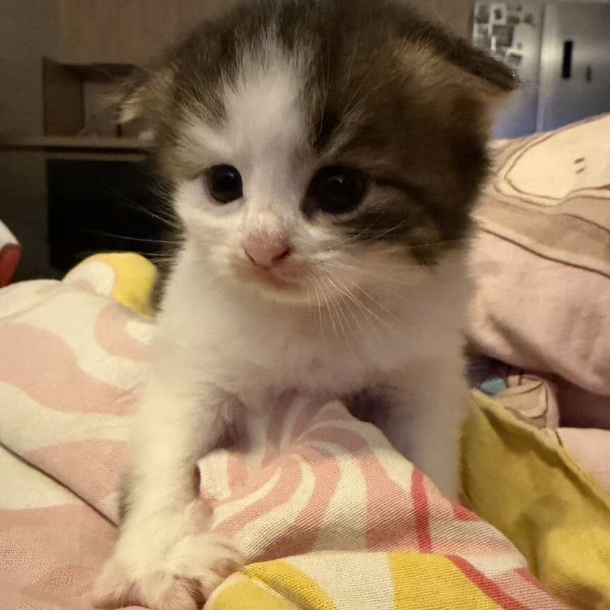 Шотландский вислоухий длинношёрстный котёнок