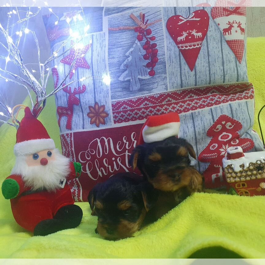 Йоркширский терьер, щенок