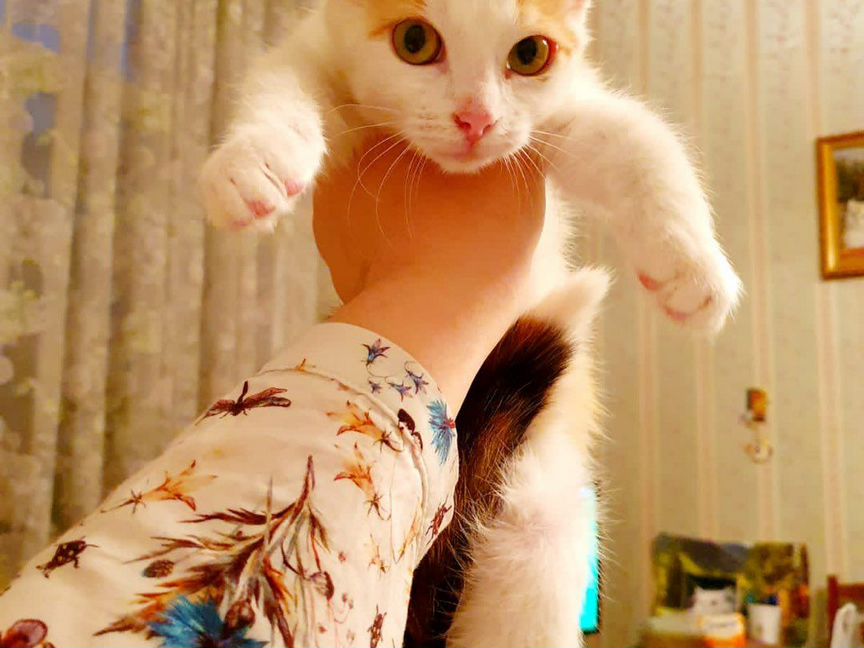 Трехцветная кошечка в добрые руки бесплатно