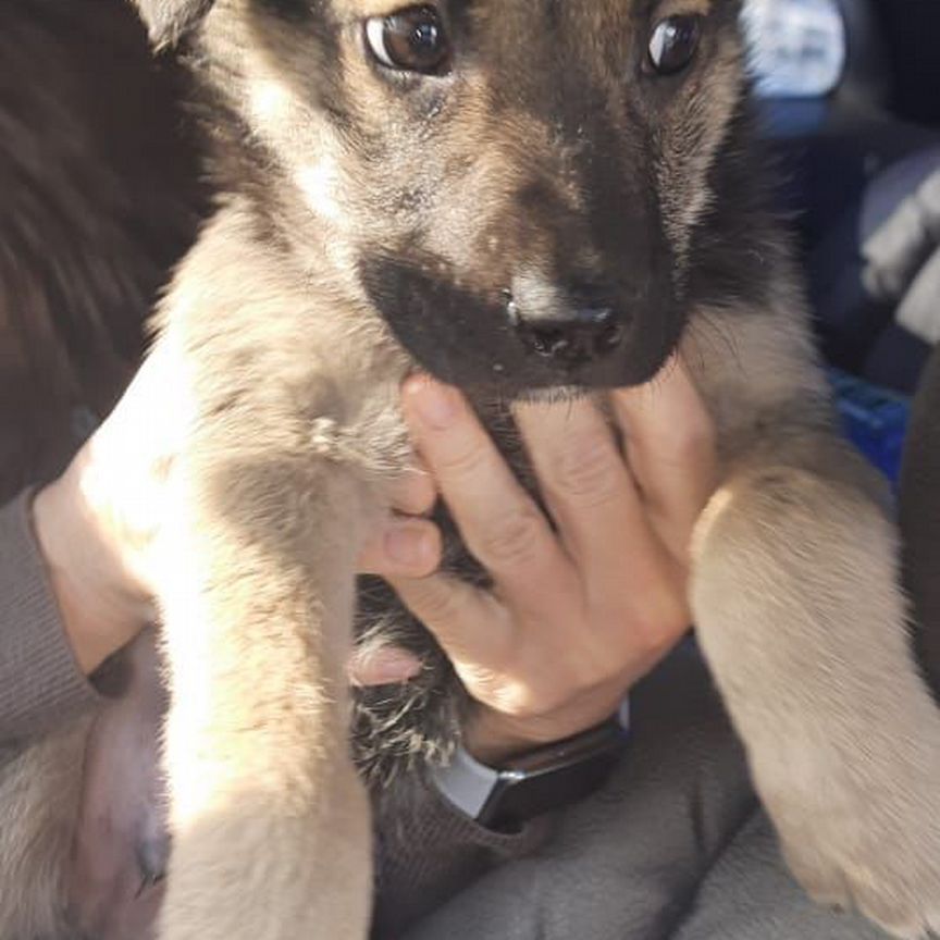 Щенок в добрые руки мальчик