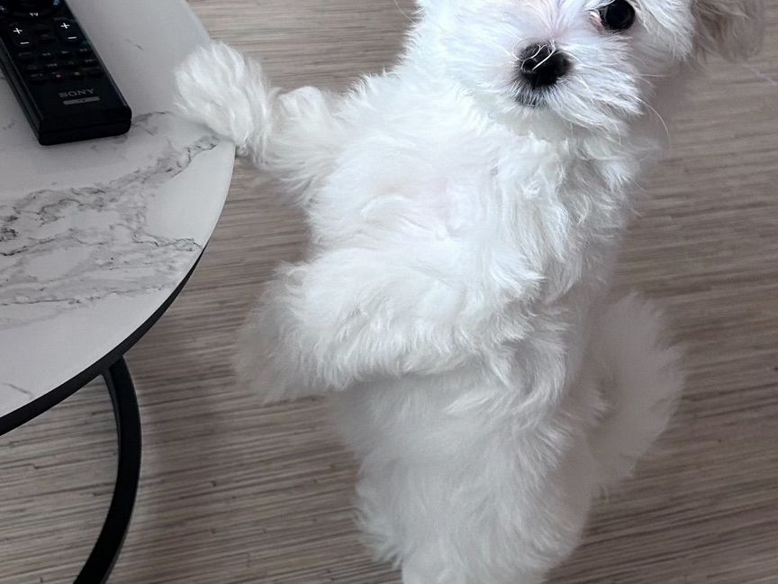 Мальтийская болонка