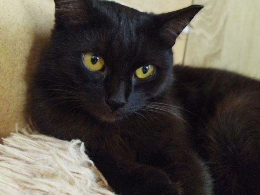 Кошка погибает в приюте