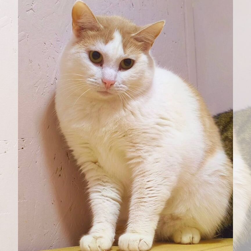 Европейский короткошёрстный, взрослый кот
