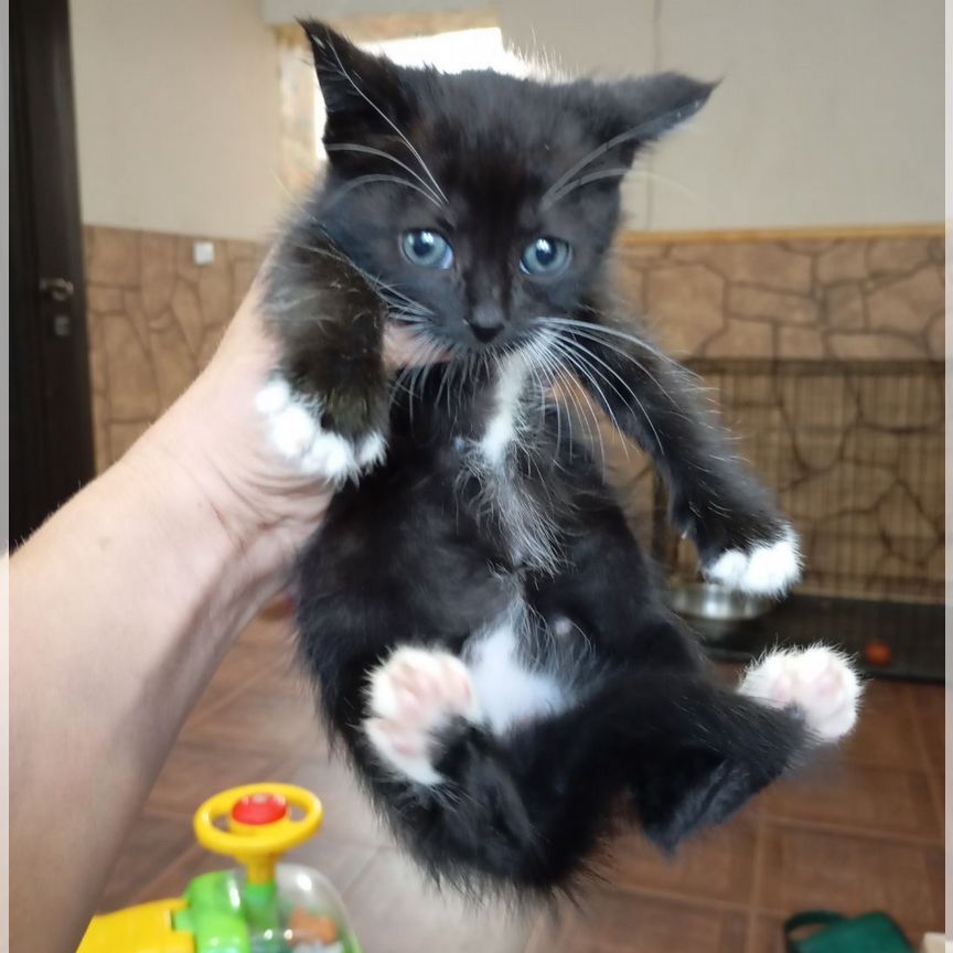 Котята Сибирские