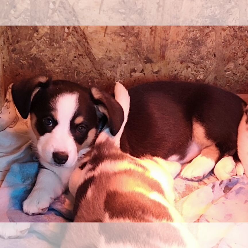 Вельш Корги Кардиган, щенок