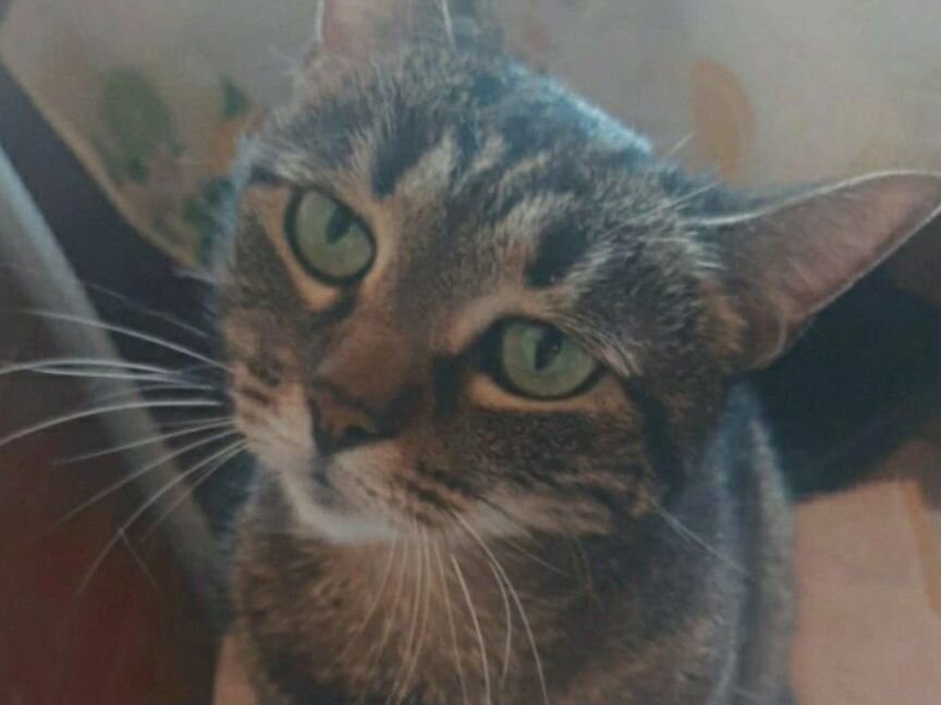 Кошка Маня в добрые руки