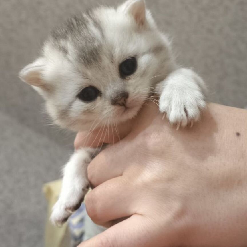 Британский короткошёрстный котёнок