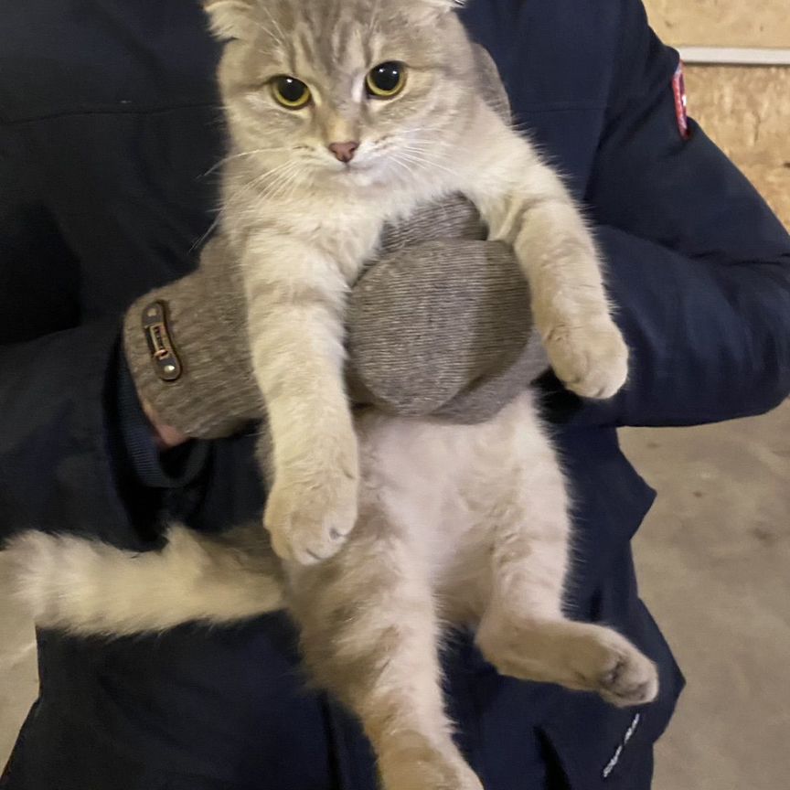 Вислоухий котенок девочка