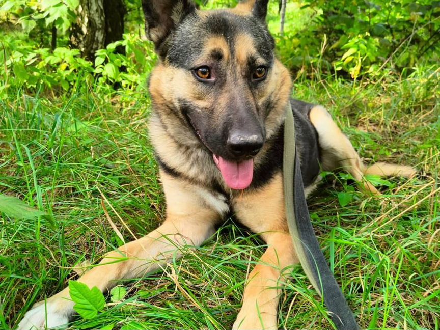 Сникерс, ищет семью, Приди к нему