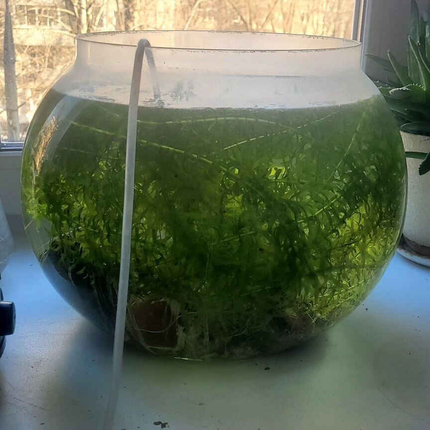 Аквариум с рыбами