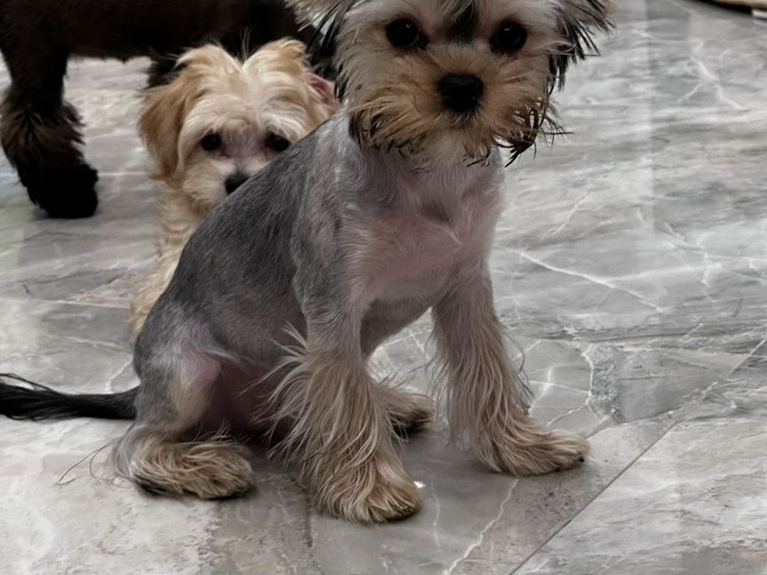 Мальчики йорки