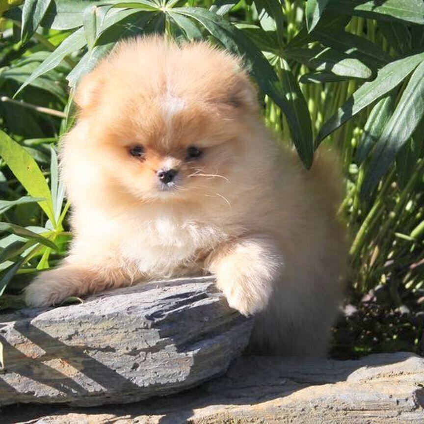 Девочка помераночка