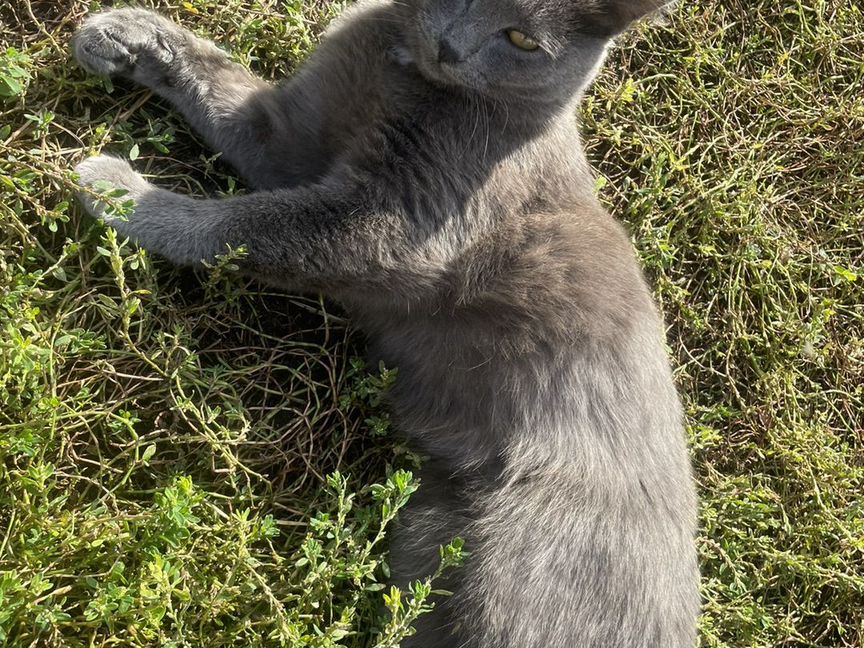 Метис русской голубой кошки