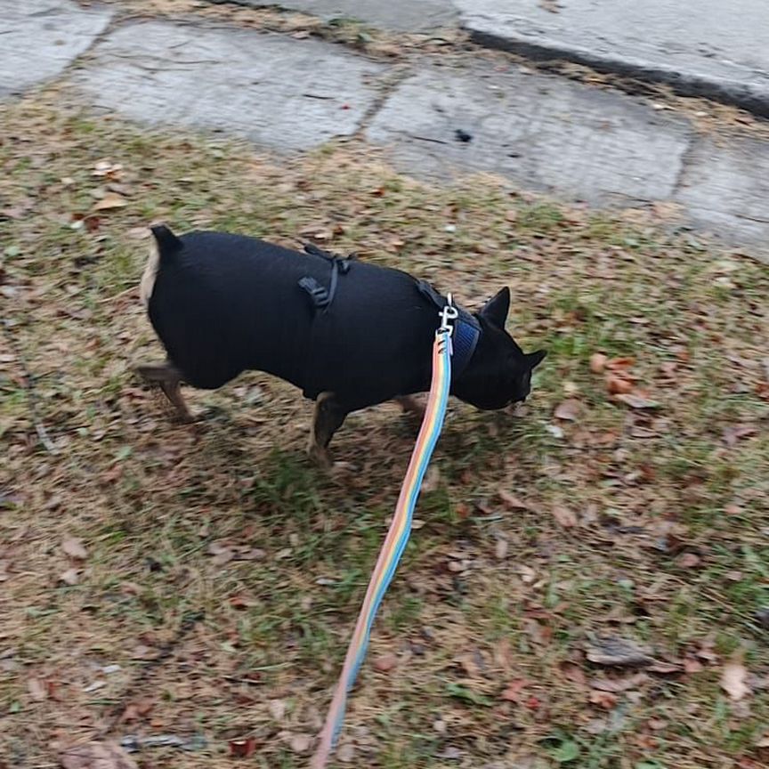 Маленькая собачка ищет хозяина