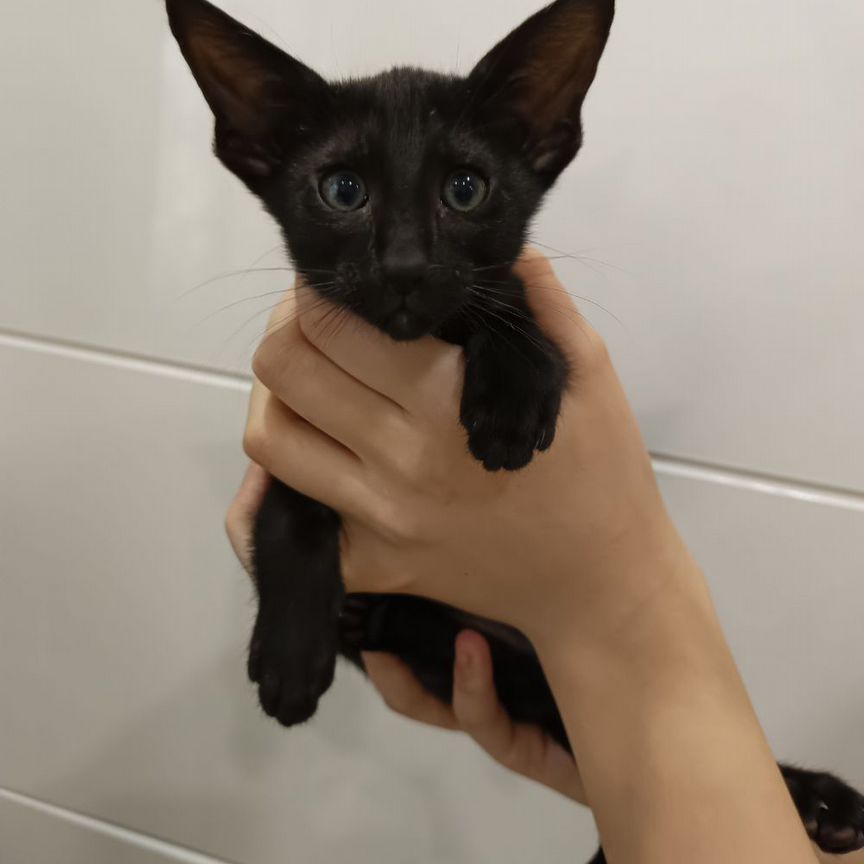 Домашние животные котята