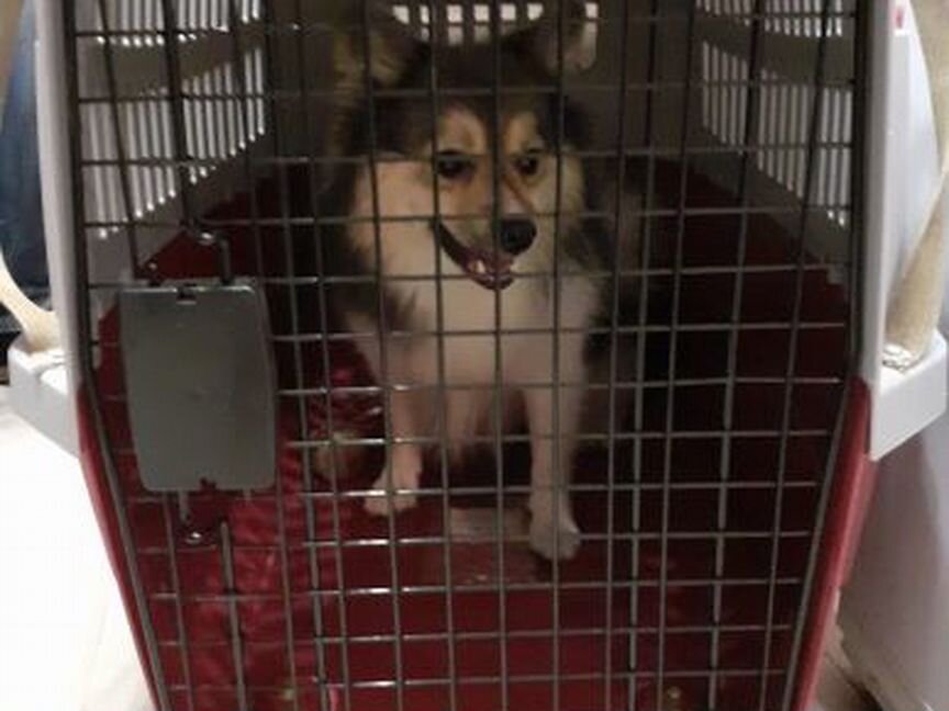 Переноска д/собак Д80хВ50хШ40 аренда 200/сут