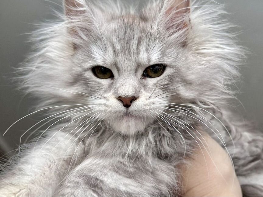 Мейн-кун кошка серебро