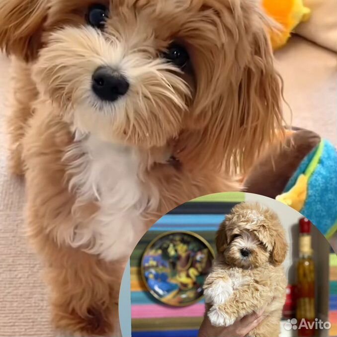 Мальтипу самые красивые