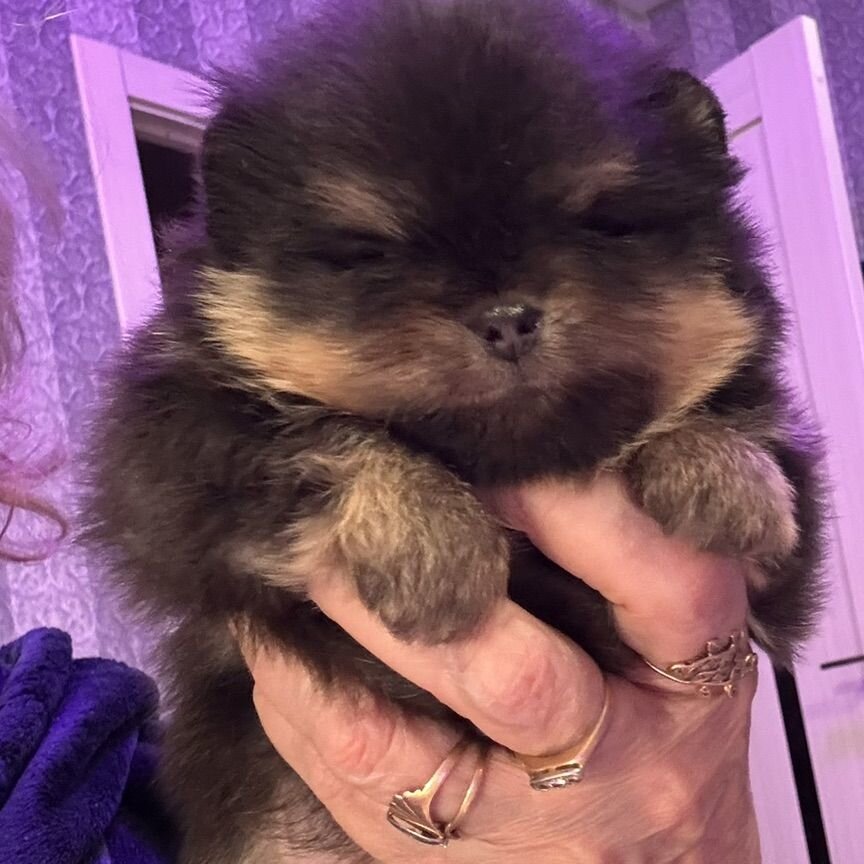 Померанский шпиц, щенок