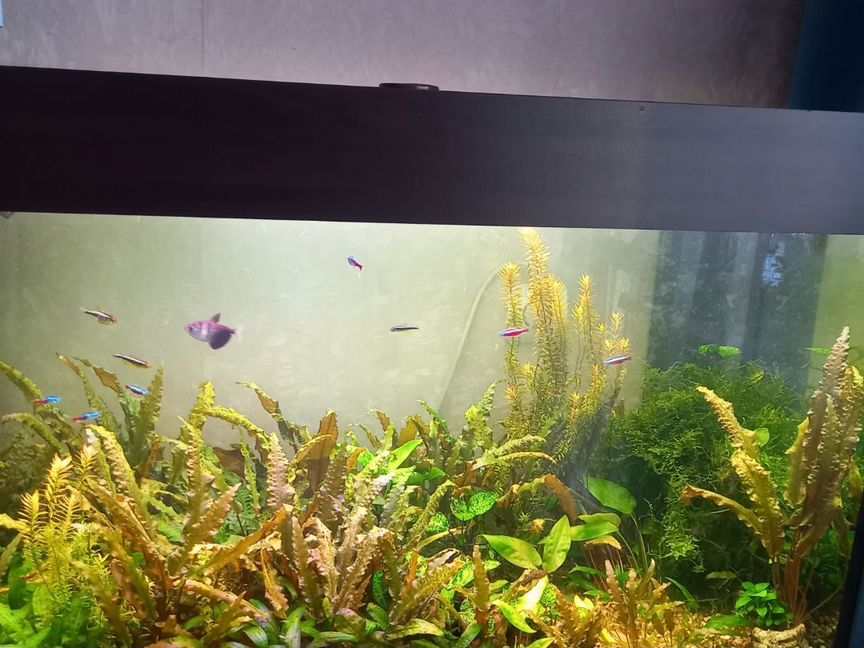 Аквариумные растения