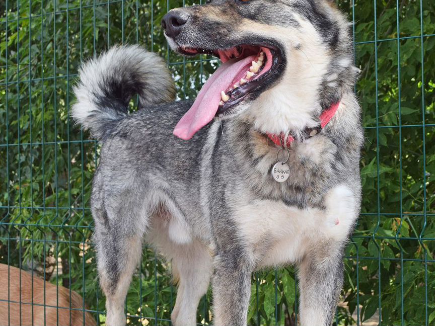 Собака Байкал ищет дом