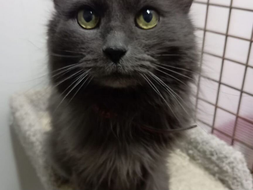 Котик ищет дом