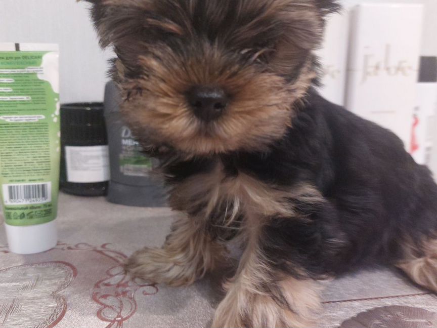 Йоркширский терьер