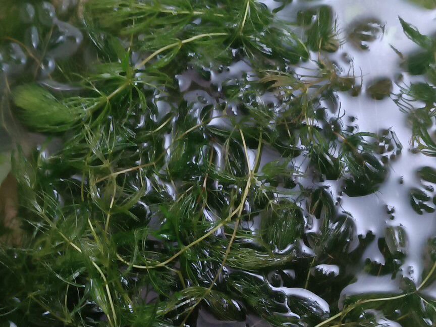 Растения для аквариума. Роголистник