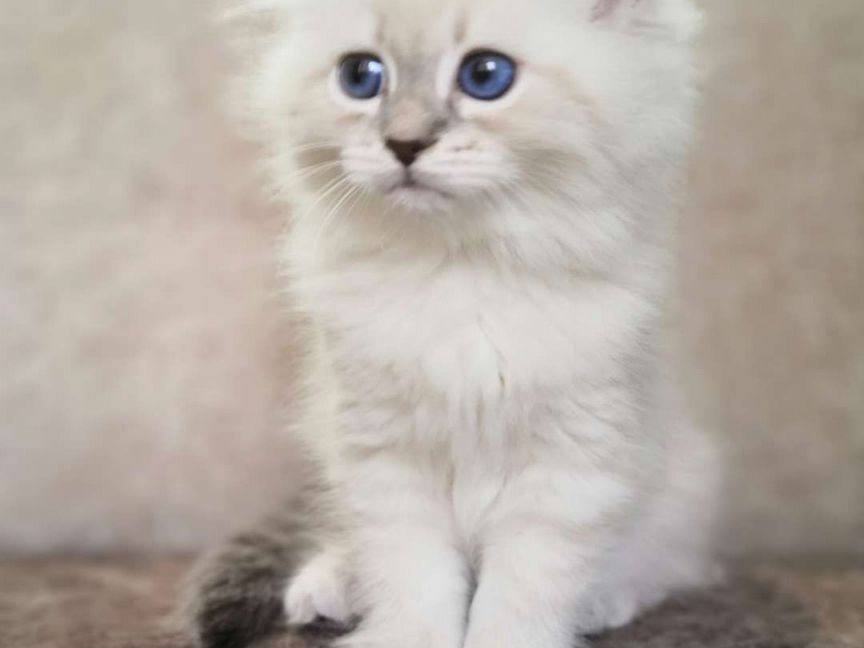 Невская маскарадная