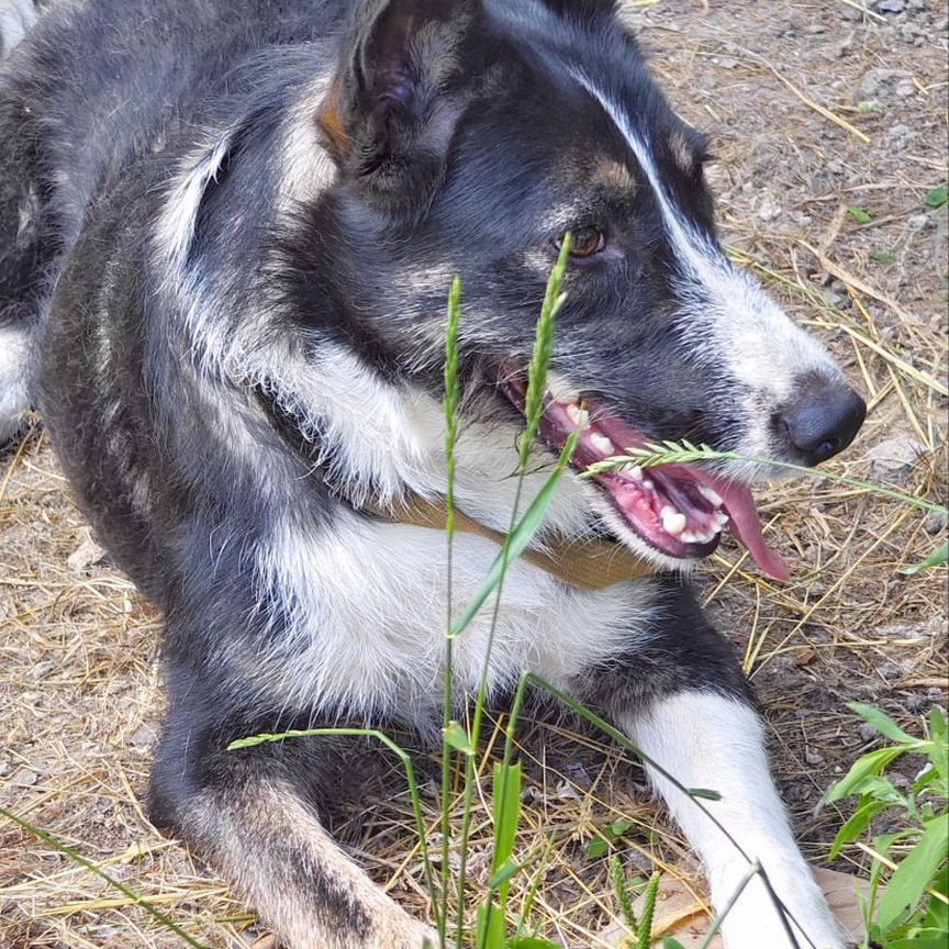 Отдам в хорошие руки