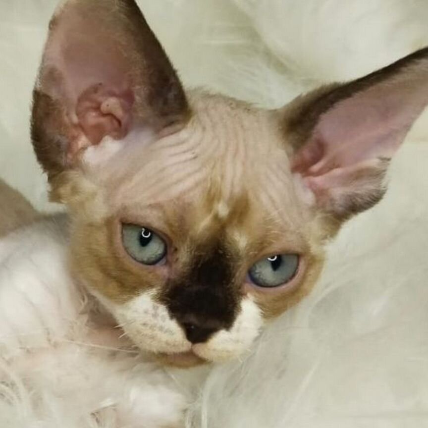 Котёнок девонёнок